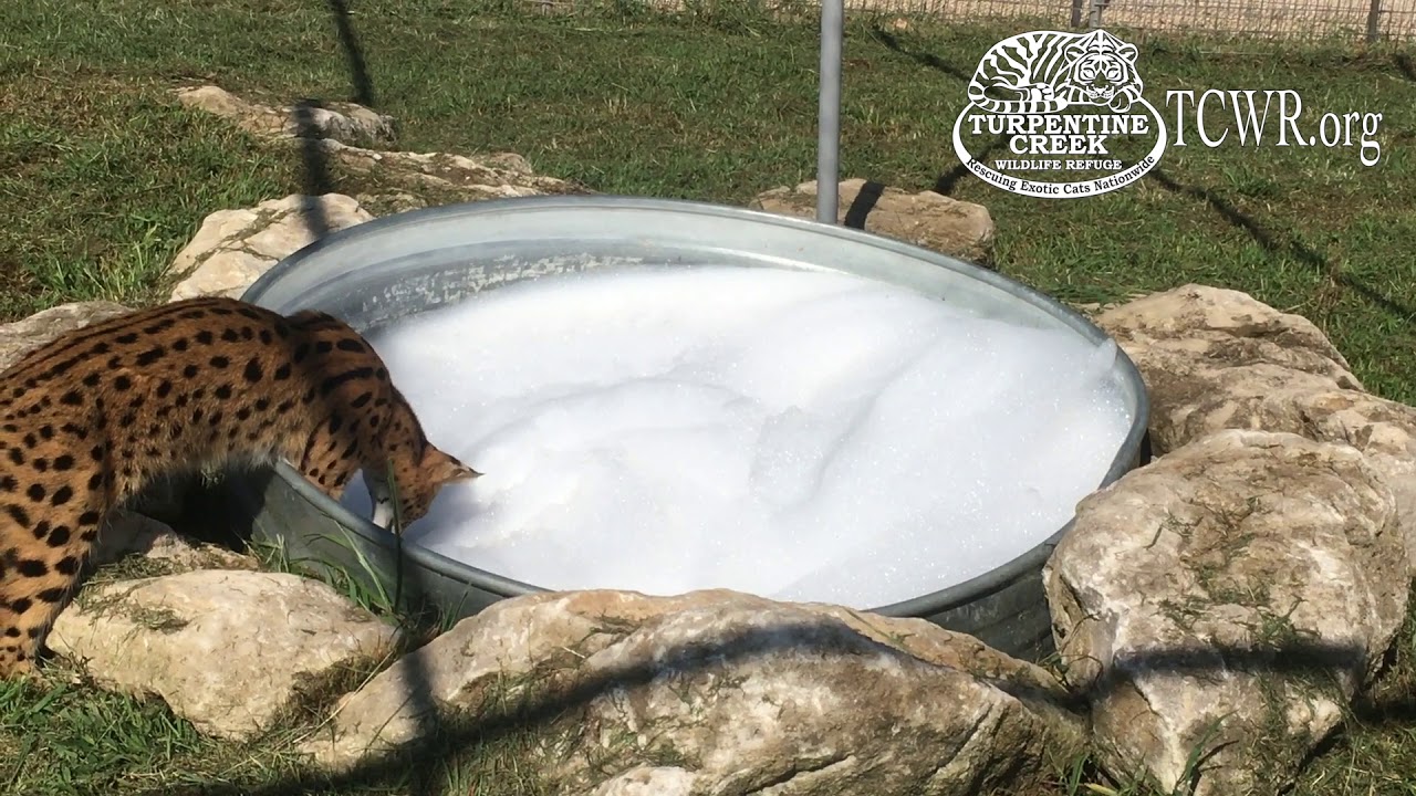Two African Servals Explore Bubble Bath at Turpentine Creek Wildlife ...