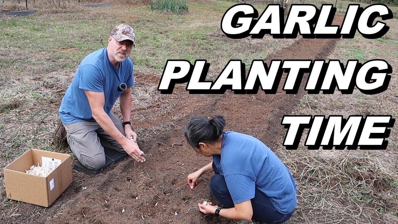 How We Plant Garlic: Step-by-step Guide - YouTube