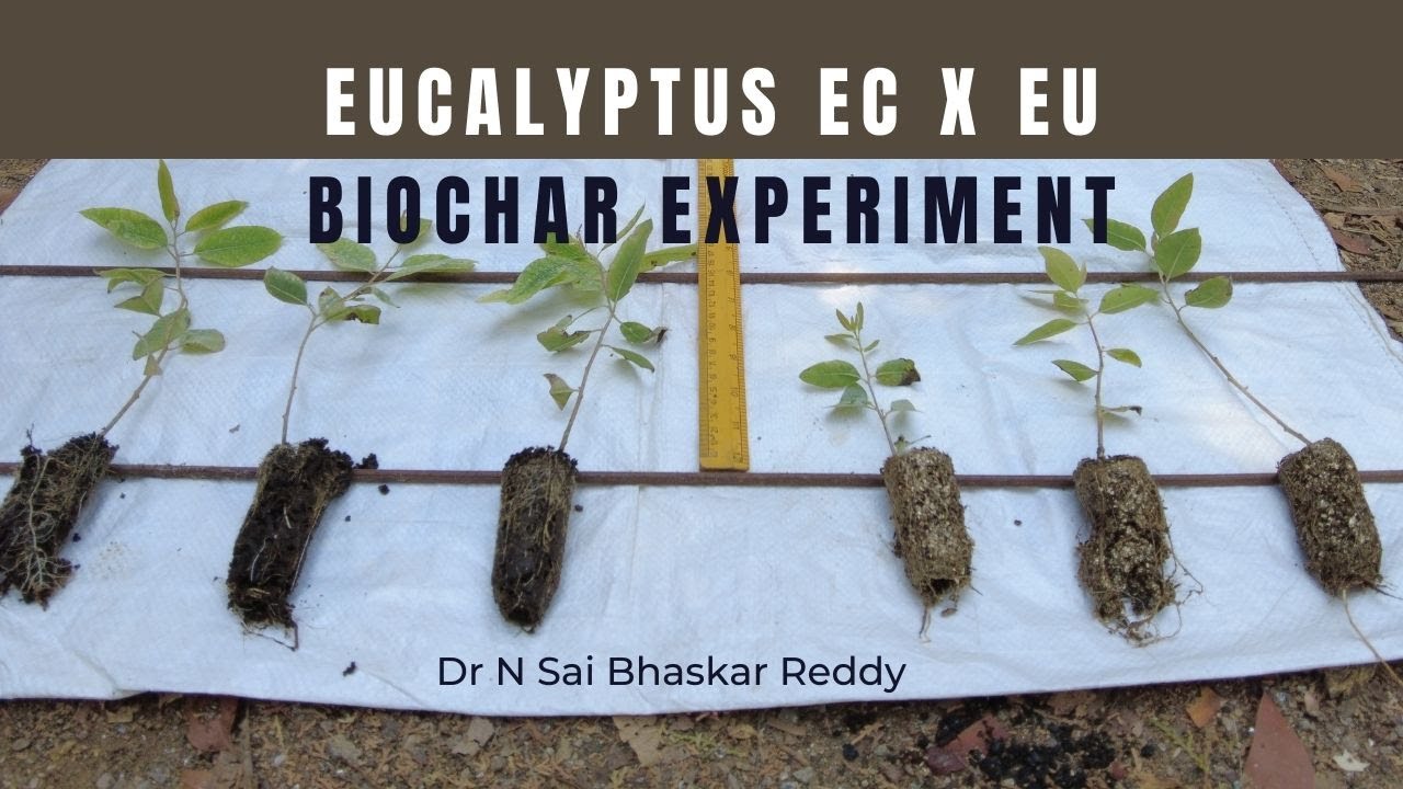 Eucalyptus EC x EU Biochar Experiment - YouTube