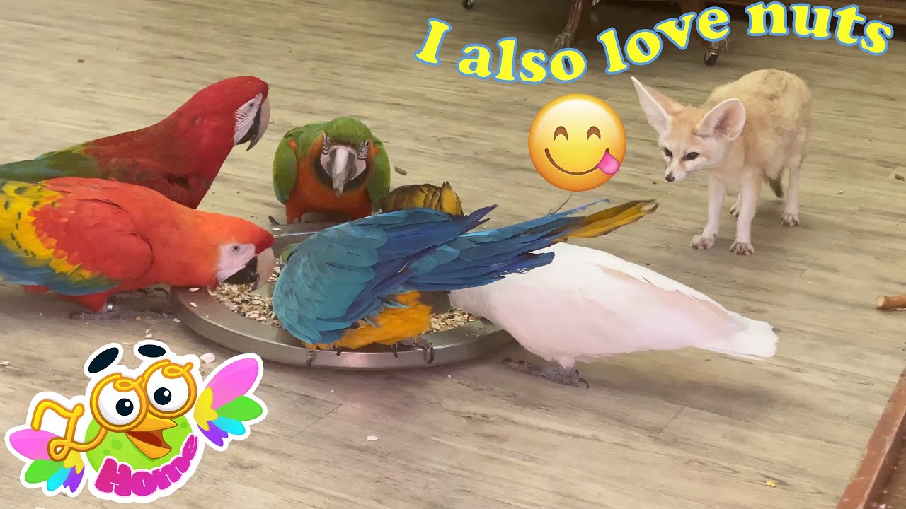 The fox came to dinner with the parrots. - YouTube