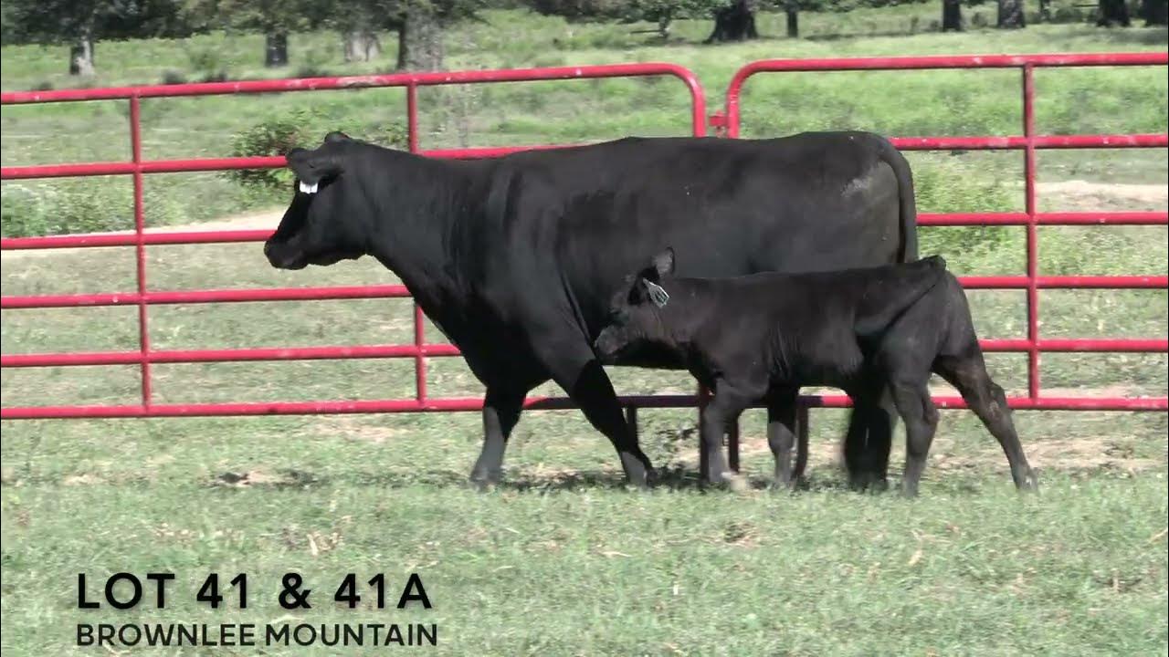 Brownlee Mountain Farm Lot 41 & 41A - YouTube