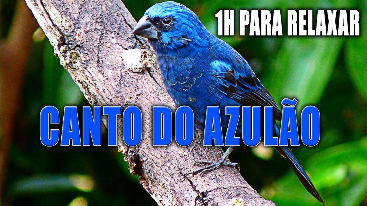 Canto do Azulão - 1 Hora de Canto do Pássaro Azulão para Relaxar - YouTube