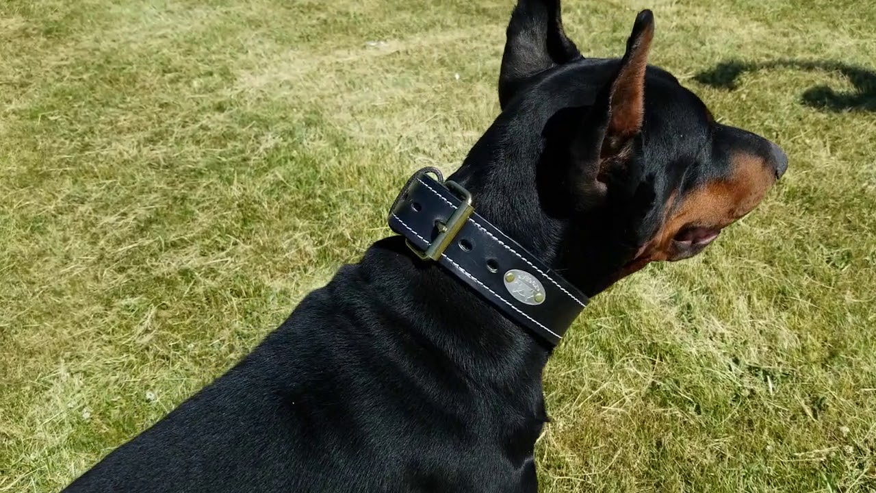 GK9 GEAR: Agitation Collar with Padding - YouTube