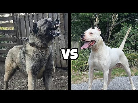 Dogo argentino VS Kangal -  Who is Stronger? (Part 2)