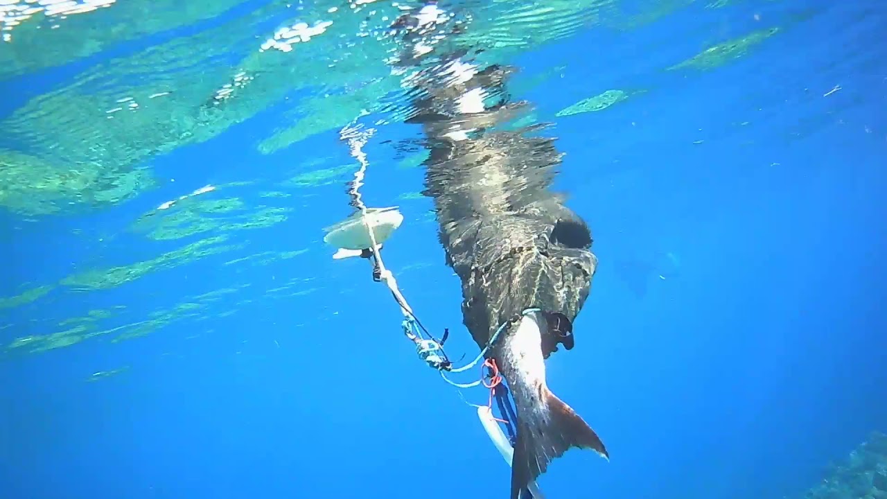Spearfishing in Portland Jamaica Barracuda - YouTube