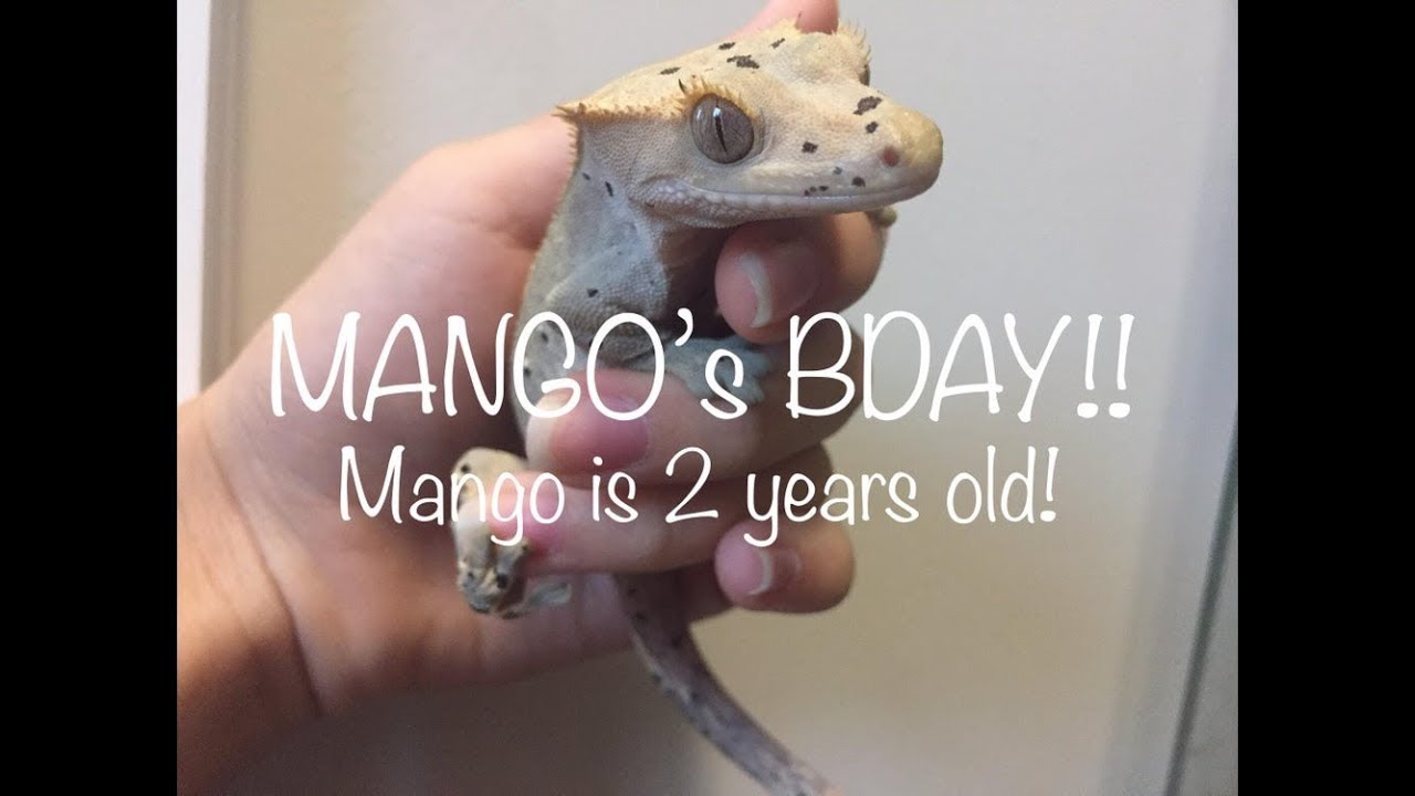 MANGO’s BDAY! My gecko turns 2! Happy bday Mango! - YouTube