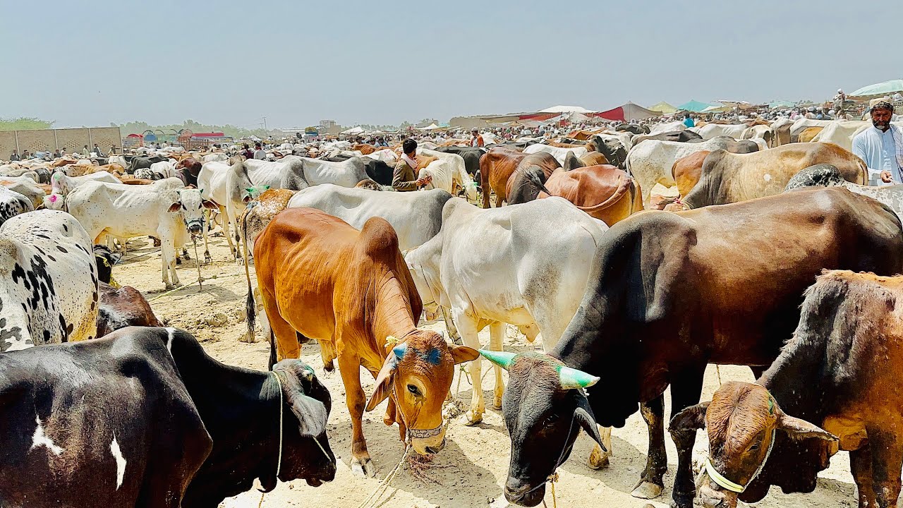 yahan k Hal dekhy har nasal ki Gain or Bail EiD k liye Tayar Muhammad ...