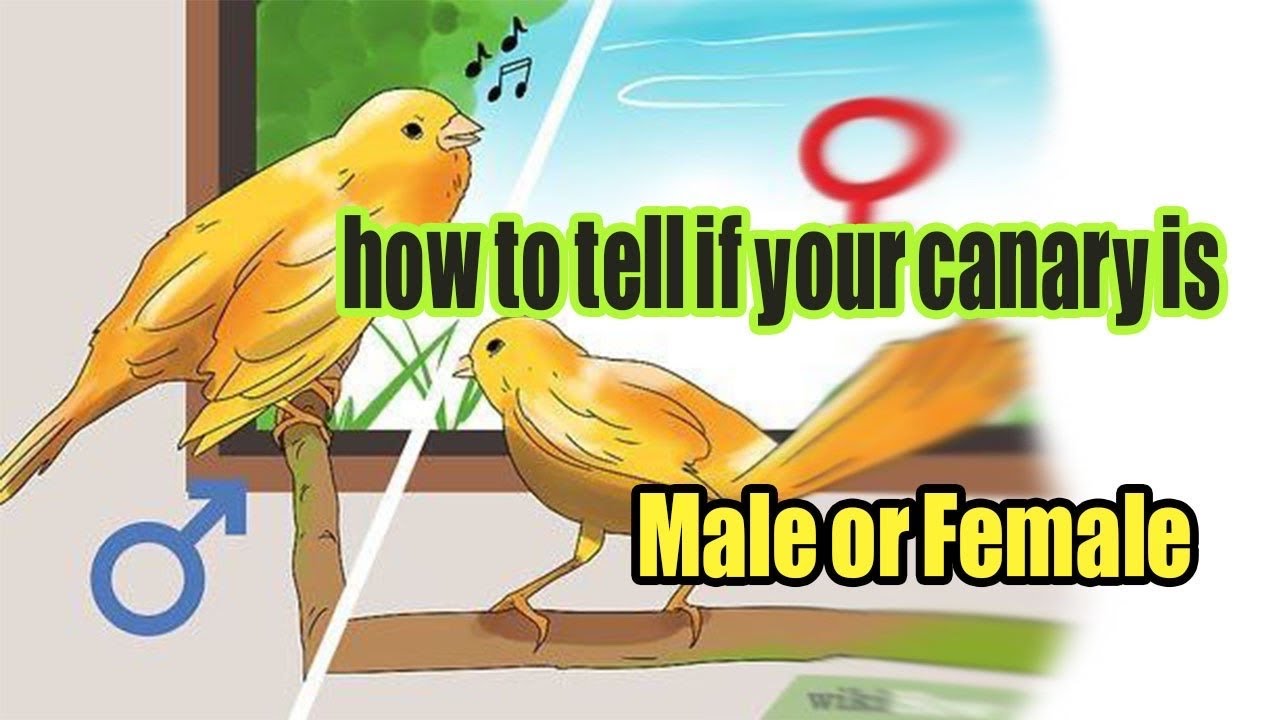 How to tell if your canary is male or female - YouTube