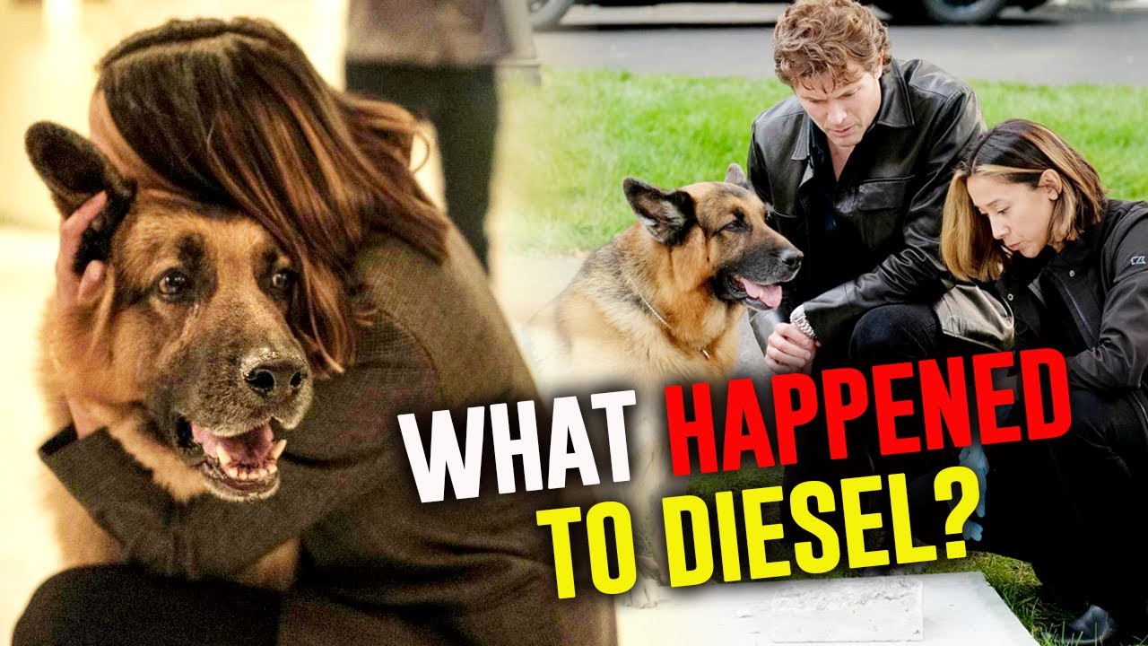 Meet Diesel’s Real Family & The Truth About His Death | Hudson & Rex ...