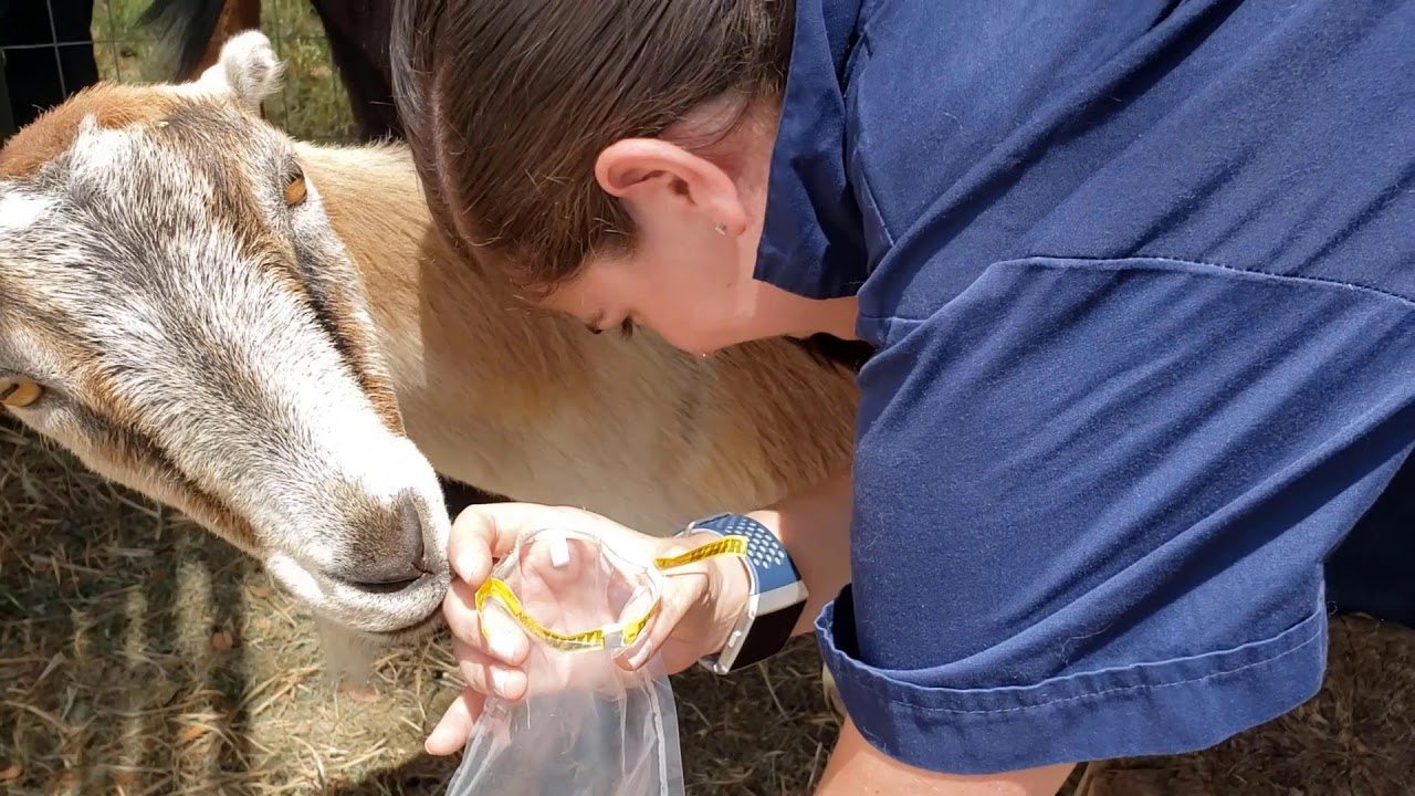 Enteric Pathogen Collection - YouTube