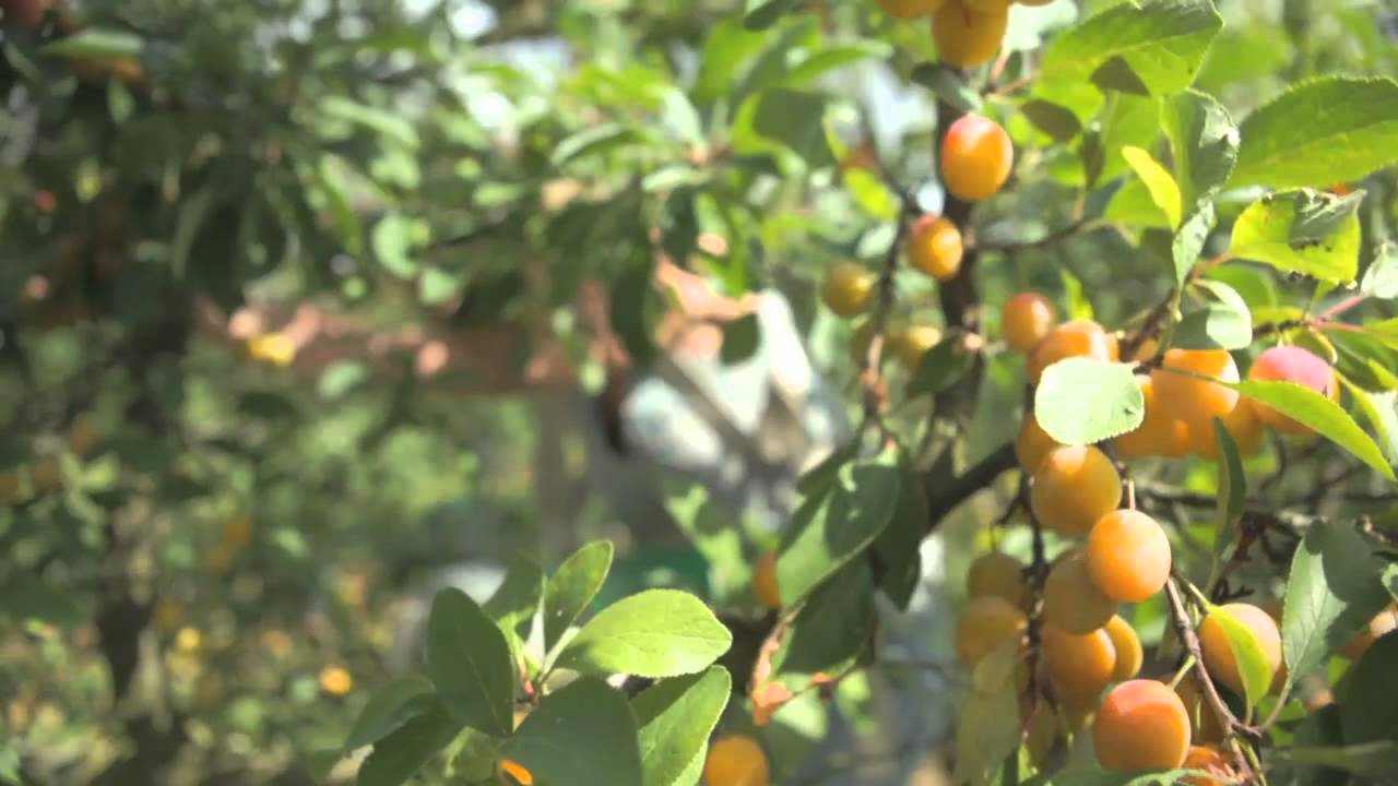 La Mirabelle de Lorraine - YouTube