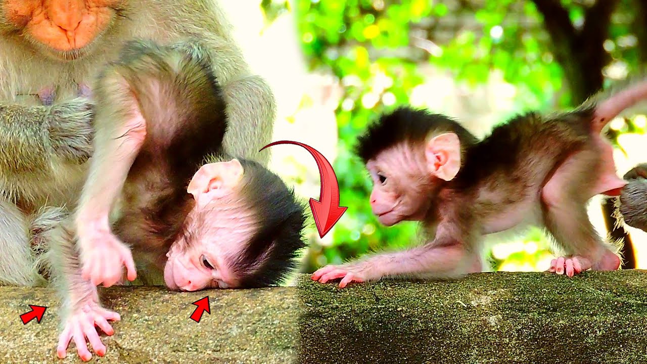 Toddler_falls_Down, Bela monkey lets her toddler learn walk, slips and ...