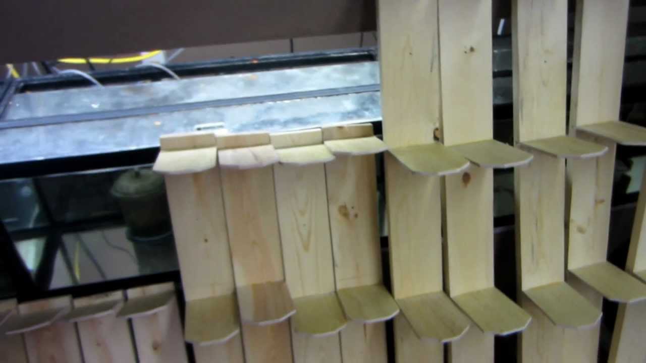 Pigeon Perches For Sale - The Betta Shop - YouTube