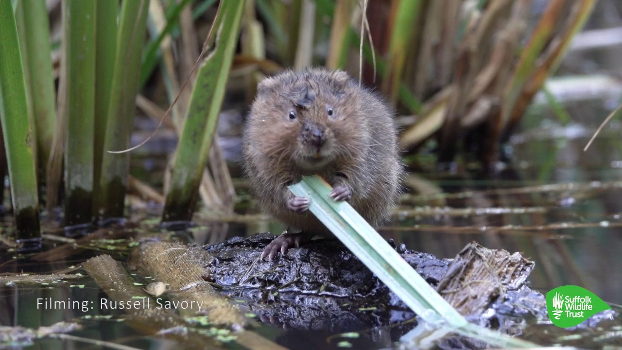 Join Suffolk Wildlife Trust and make a big difference for wildlife ...