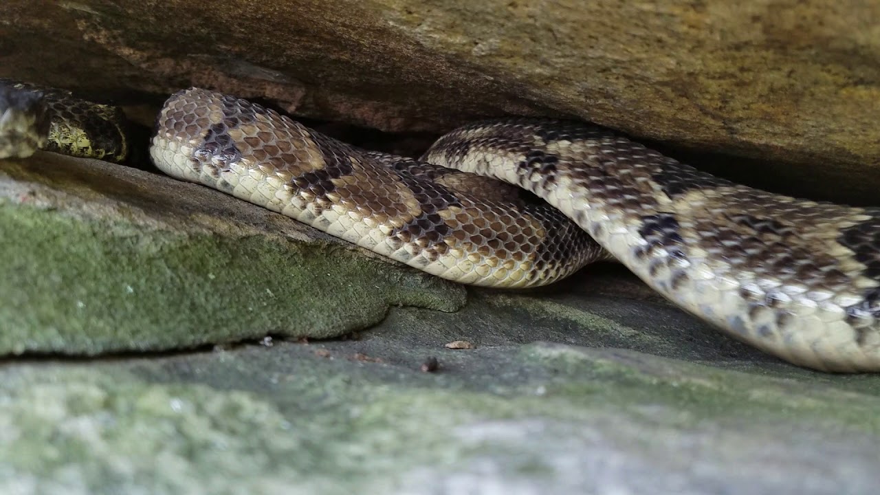Pa Timber Rattlesnakes - YouTube