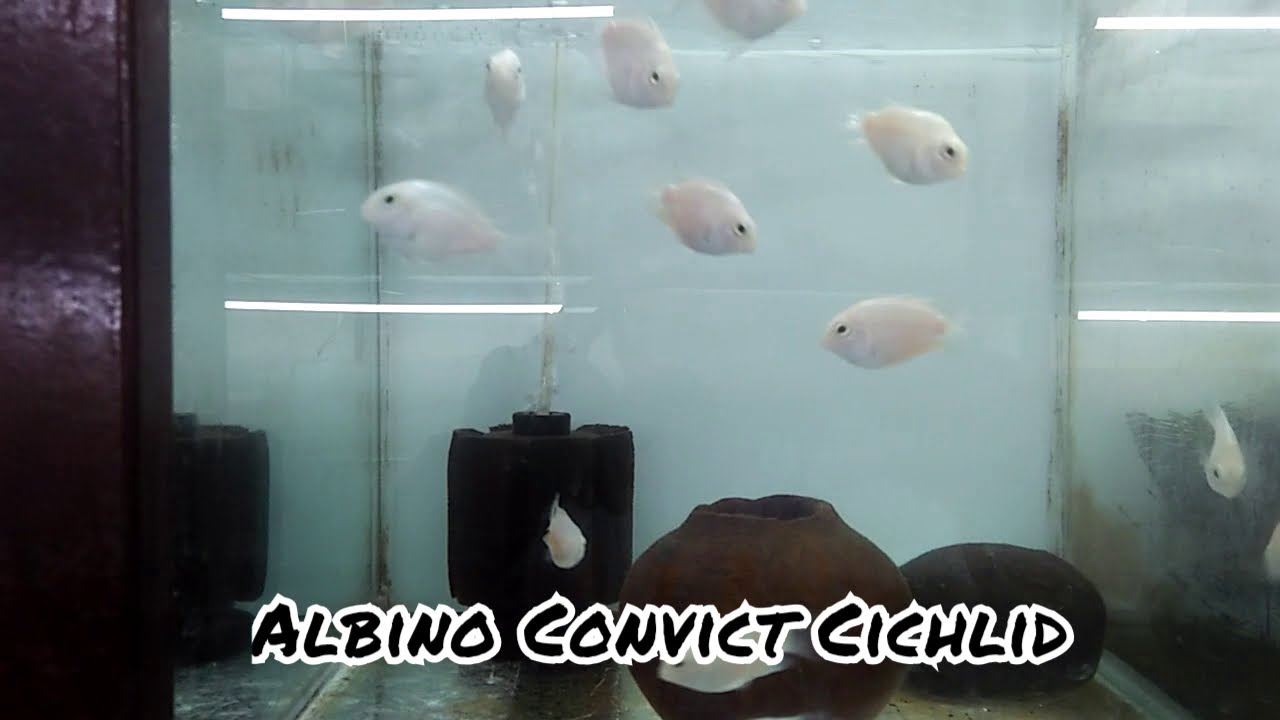 Albino Convict Cichlid | Super Dad| Pink Convict - YouTube