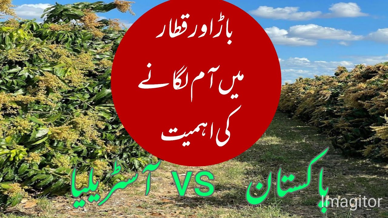 Importance of hedge x row system in mango 🥭 - YouTube