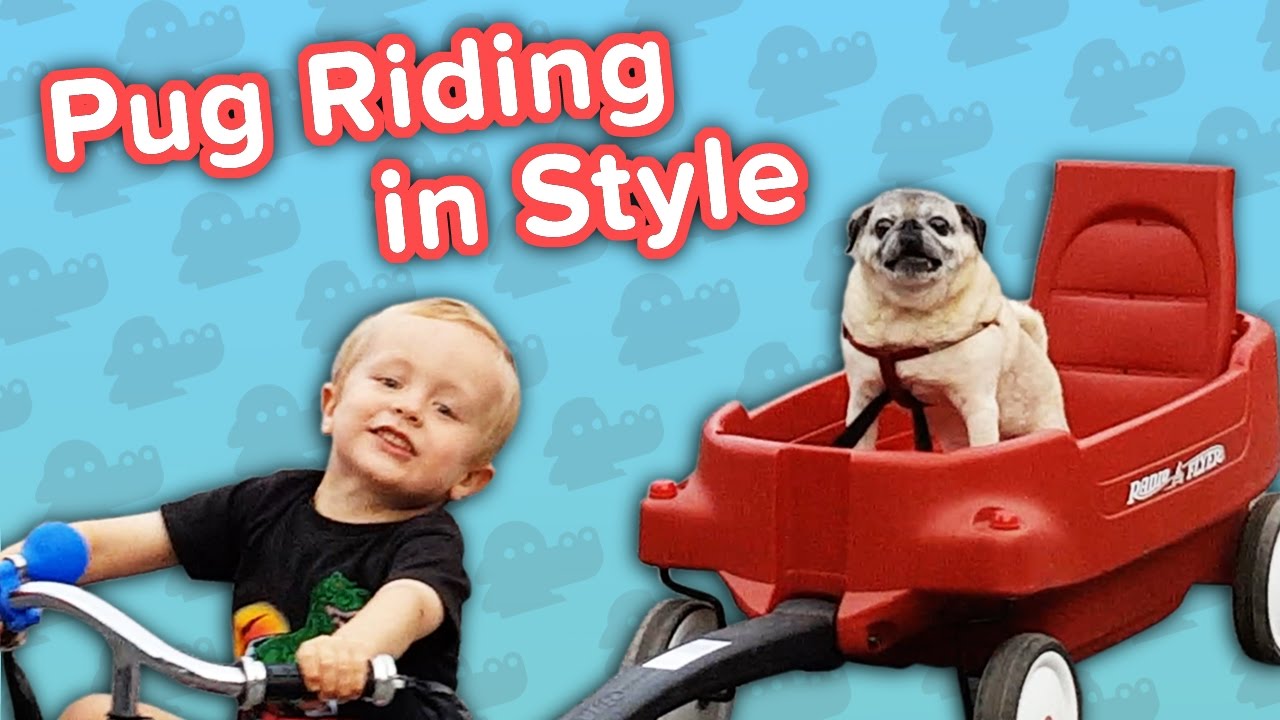 Pugs Riding Wagons & Playful Puppies // Funny Animal Compilation - YouTube