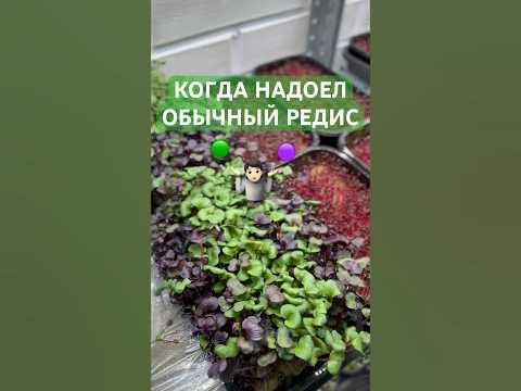 Микрозелень редиса «Ред Корал» и «Санго». Миксы. #микрозелень - YouTube