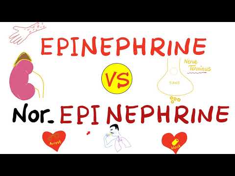 Epinephrine vs. Nor-Epinephrine - Adrenaline vs. Noradrenaline - Autonomic Physiology & Pharmacology