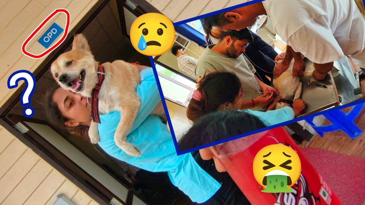 Jerry(Dog)Ko kya Ho Gya🐶🤮| Manikaran, Kasol To Chandigarh Vlog By Car🔥 - YouTube