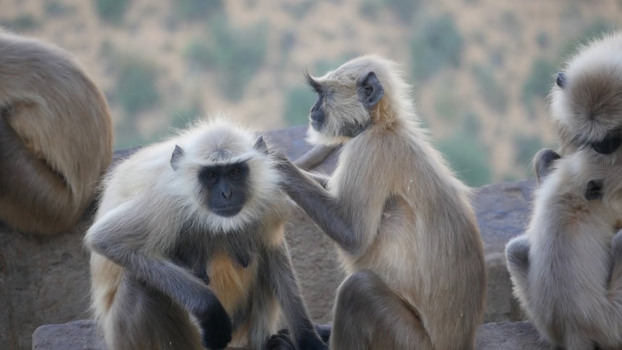 Langoor monkeys grooming, cleaning each other Video || Langur bandar ki ...
