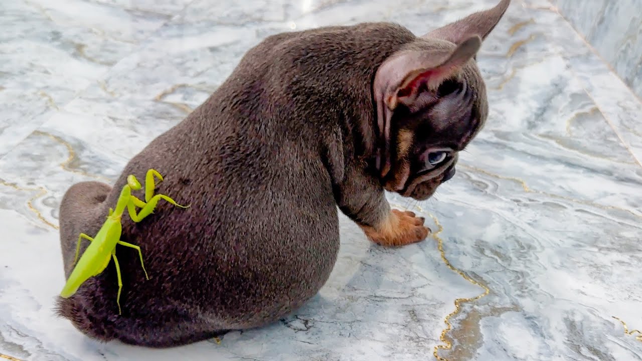 Funny action of Mun Dog when a mantis clings to its back - YouTube