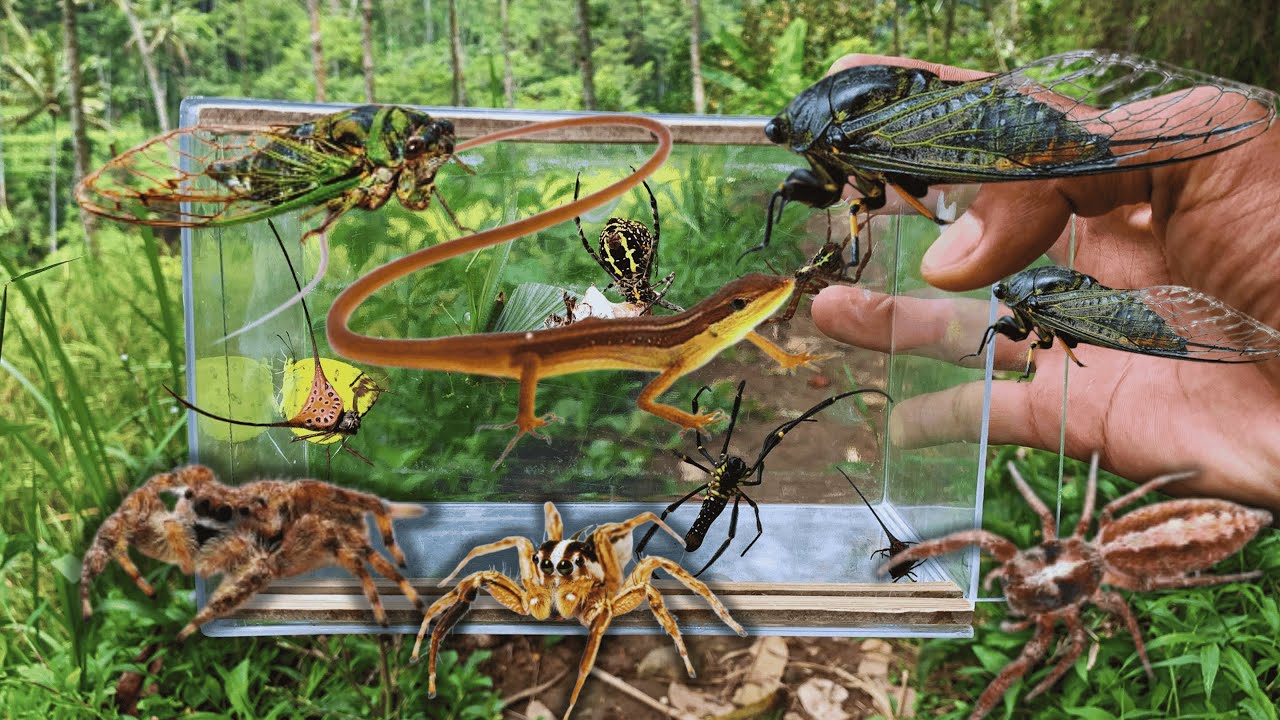Giant jump Spiders !! catch spiders, long tails lizard, katydids, on ...