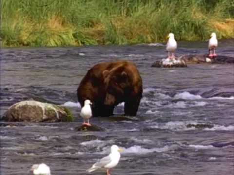 Farting Bear