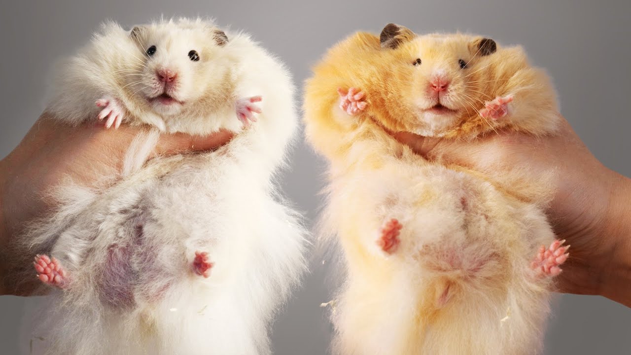 Chonky Hamster Bros - YouTube