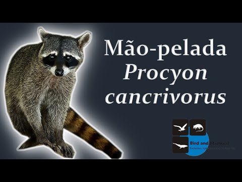 Conheça o mão pelada!