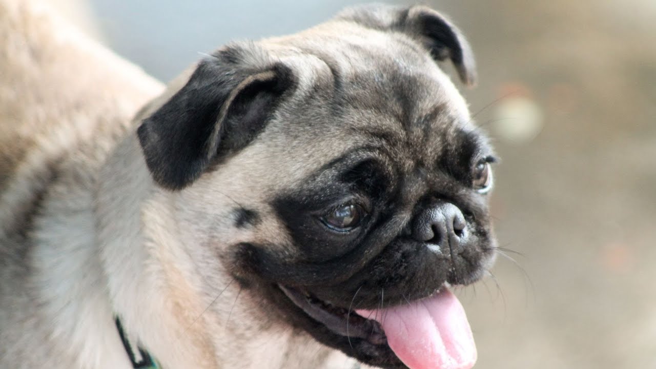 Pug Nutrition and Feeding Guidelines Essential Tips for Optimal Health ...