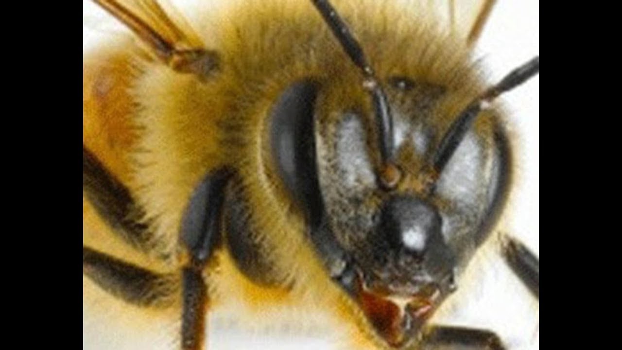 Swarming Bees SFX- Paulstretched Fart - YouTube