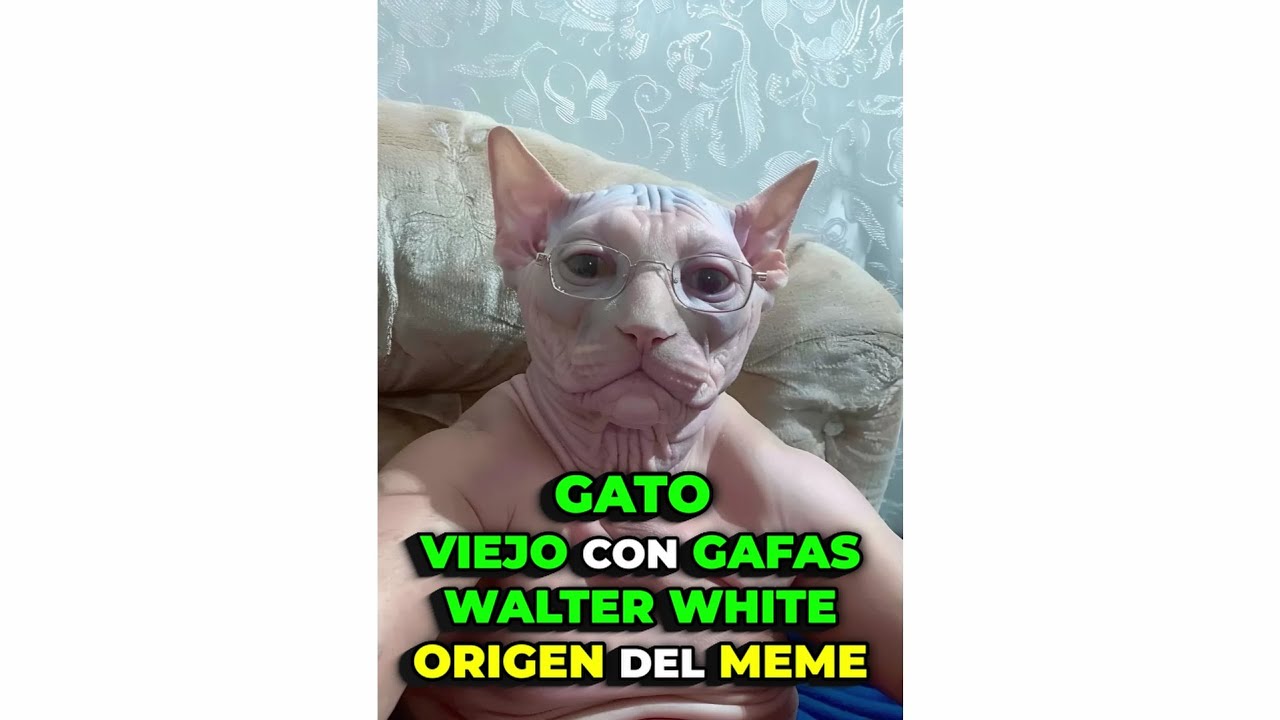 GATO VIEJO CON GAFAS ORIGEN DEL MEME La Historia Real del GATO WALTER ...