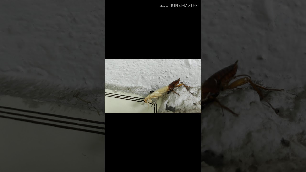 Cucaracha albina, curiosidad, Albino, mudan, mudando,asqueroso ...