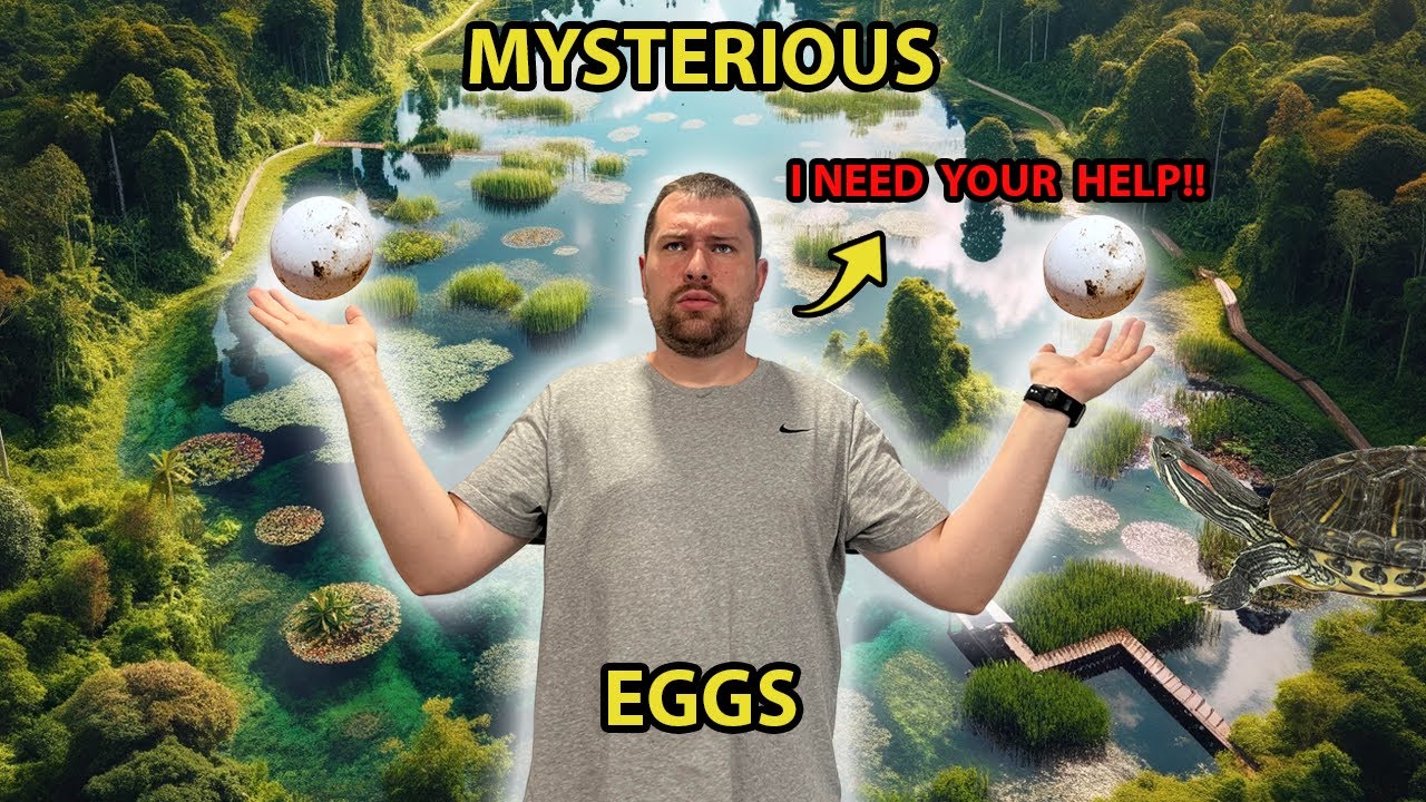 We FOUND mysterious turtle eggs! | Part 1 - YouTube