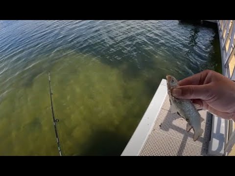 How to catch poddy mullet using a fishing rod - YouTube