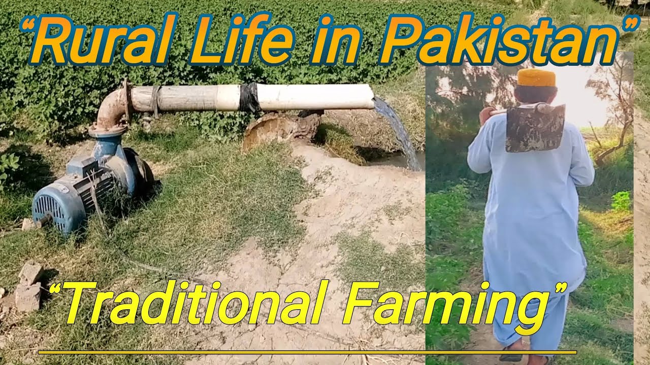 Tube Well Irrigation with My Father || Traditional Farming || Rural ...