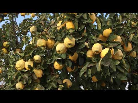 Rüyada ayva görmek, ayva yemek ne demek