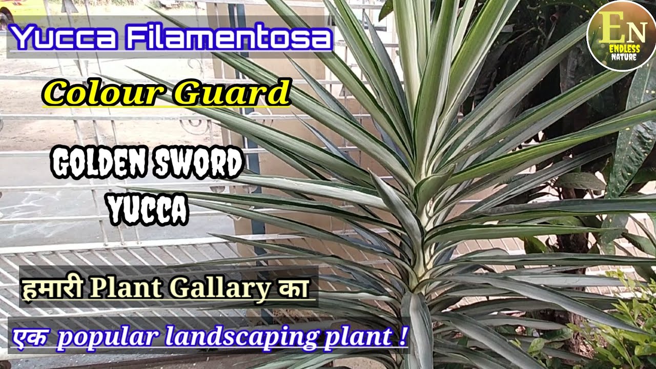 Golden Sword Yucca | Yucca Filamentosa | हमारी Plant Gallery का एक ...