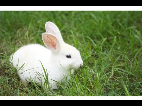 Pet Animal - Rabbit Review - Rabbit for Kids - Wild Rabbit Play on ...
