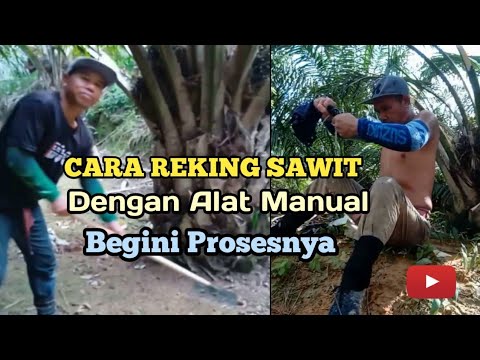 CARA REKING SAWIT DENGAN ALAT MANUAL BEGINI PROSESNYA(@Hamdi kurtim ...