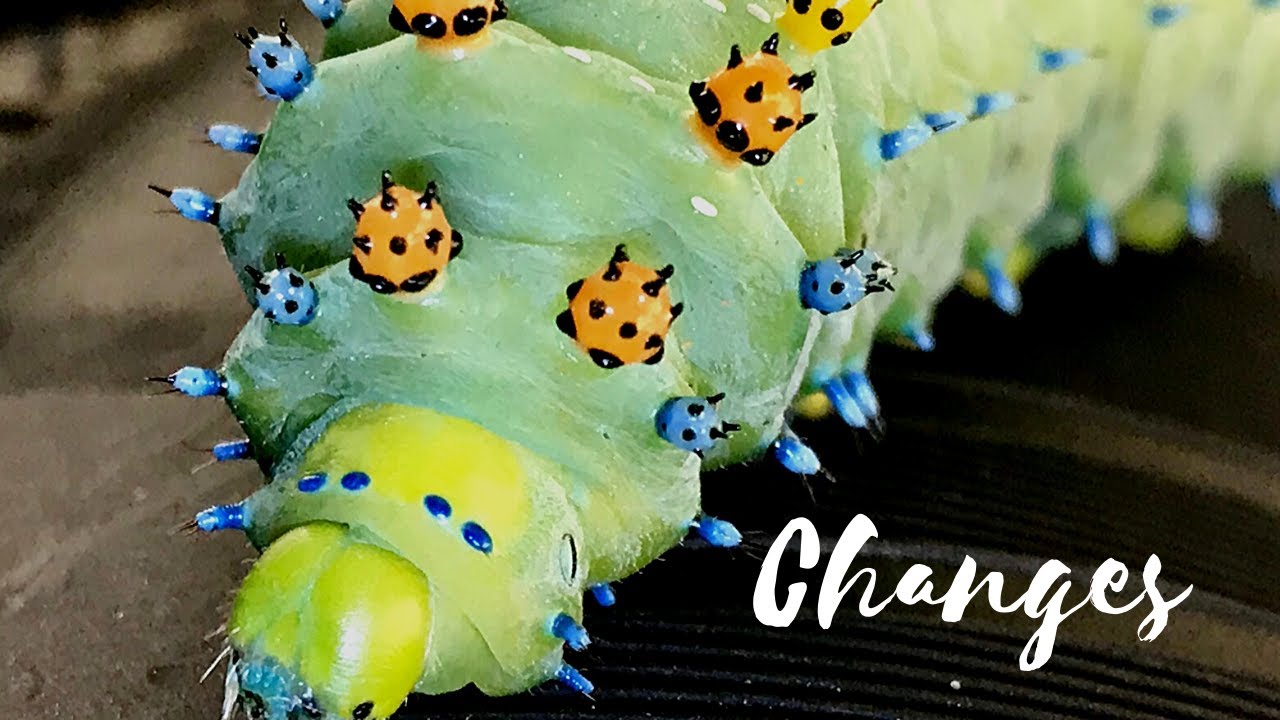 RV Caterpillar Changing for the Season - YouTube