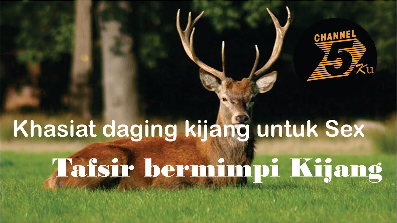 Manfaat daging kijang khusus Pasutri - YouTube