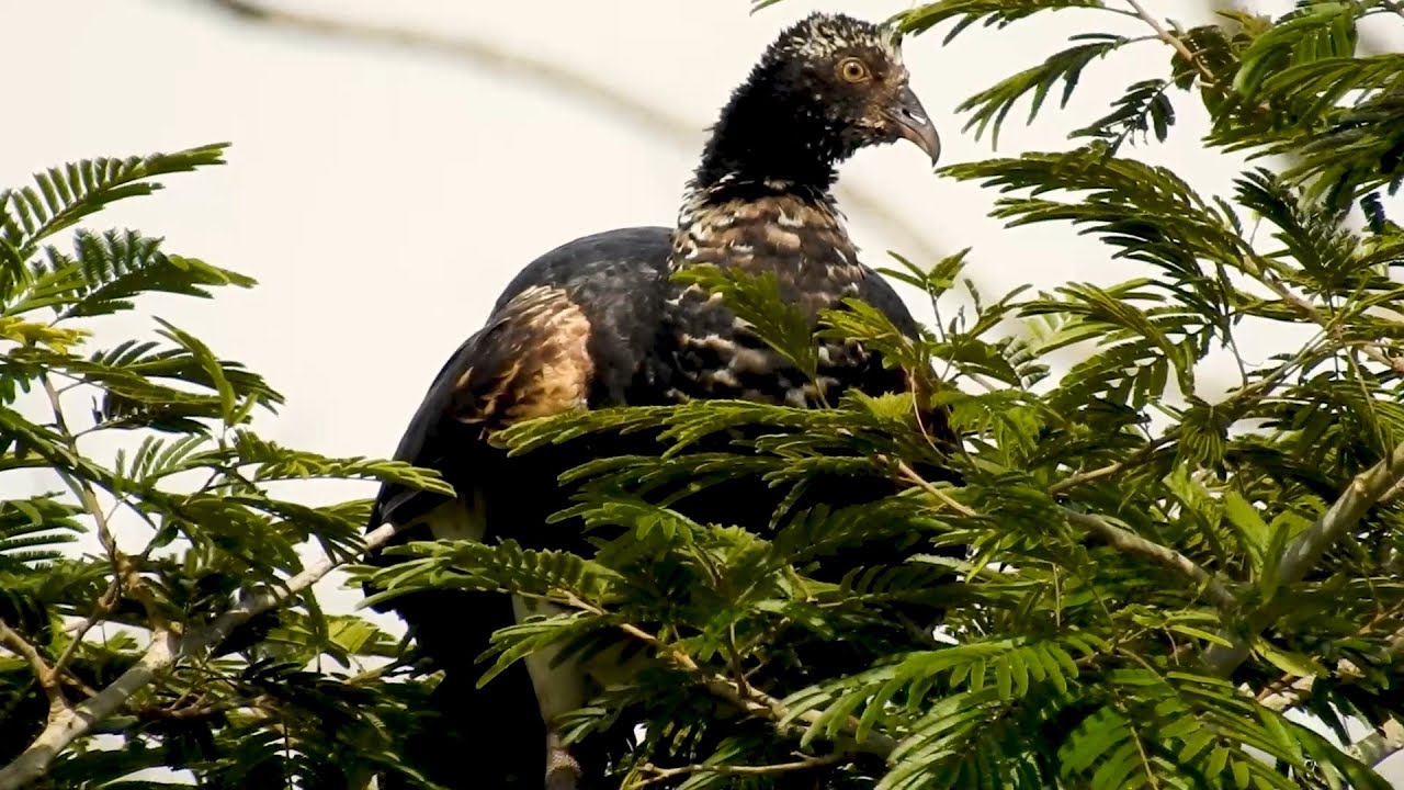 ANHUMA canto, INHUMA (ANHIMA CORNUTA), HORNED SCREAMER, UNICORNE, Aves ...