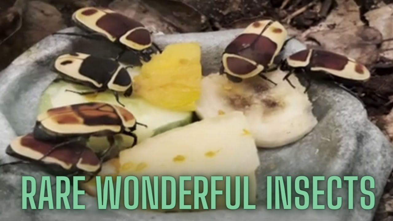 Rare, Wonderful and Unique Insects at San Francisco Zoo | Hermit Crab ...