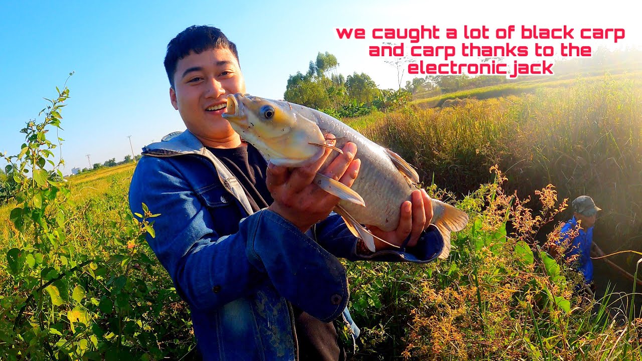 we caught a lot of black carp and carp thanks to the electronic jack ...