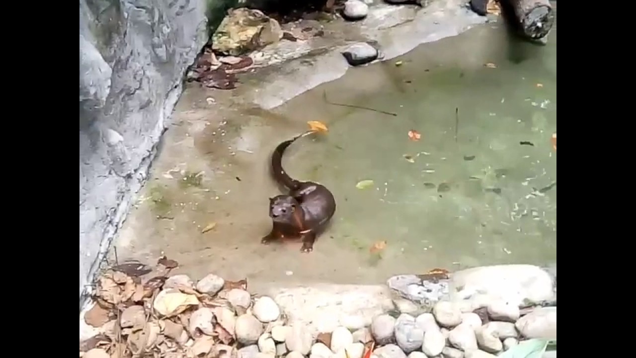 Nutria divirtiendo a los espectadores en el zoologico - YouTube