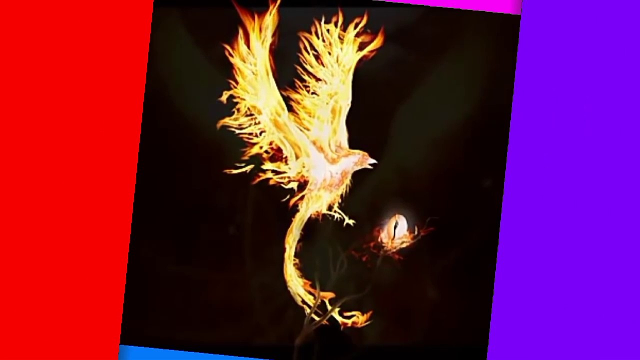 Pasărea phoenix - YouTube