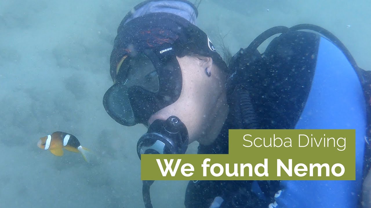 We Found Nemo | Five Great Scuba Dives - YouTube